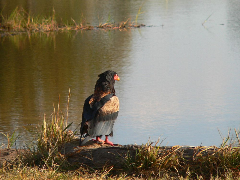 Die Keiler - Hunting Namibia